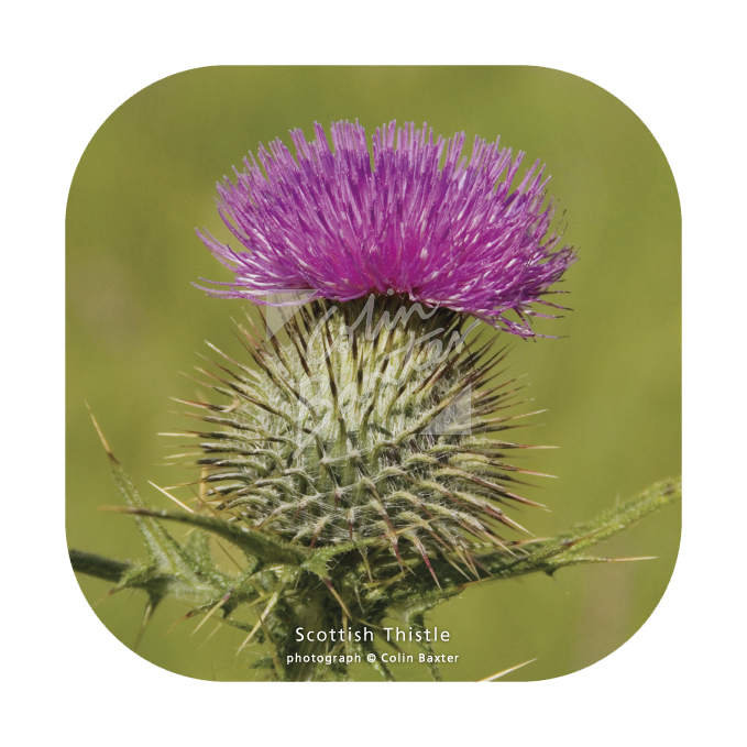 Scottish Thistle 2 Coaster