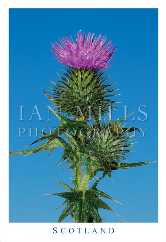 Scottish Thistle, National Emblem Postcard (V std IM)